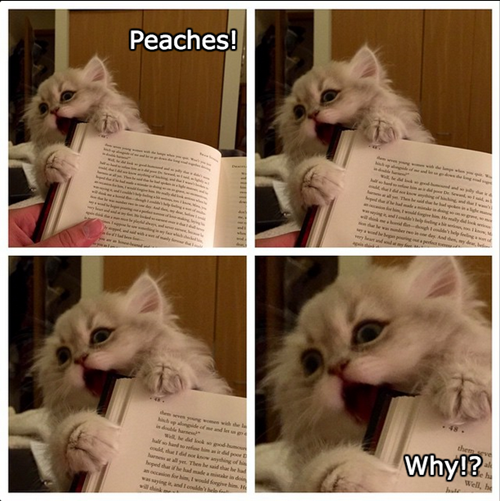 True Book Addict...Books, Cats, and More: July 2015