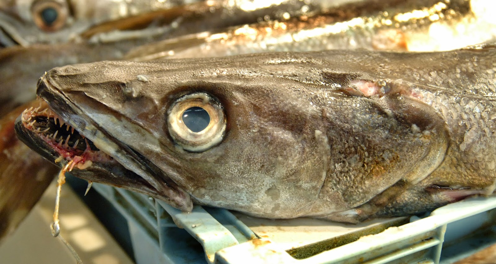 Började dagen med en fristående saltomortal på trottoaren....