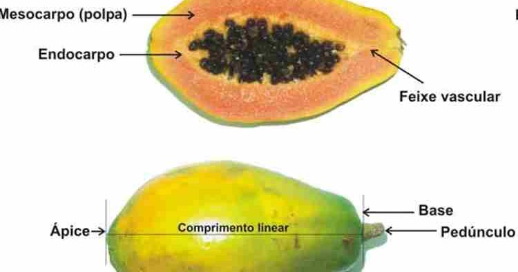 MORFOLOGIA E TAXONOMIA VEGETAL : FRUTOS: CARACTERÍSTICAS GERAIS
