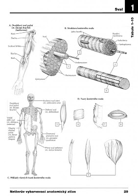 Česká škola: Netterův vybarvovací anatomický atlas