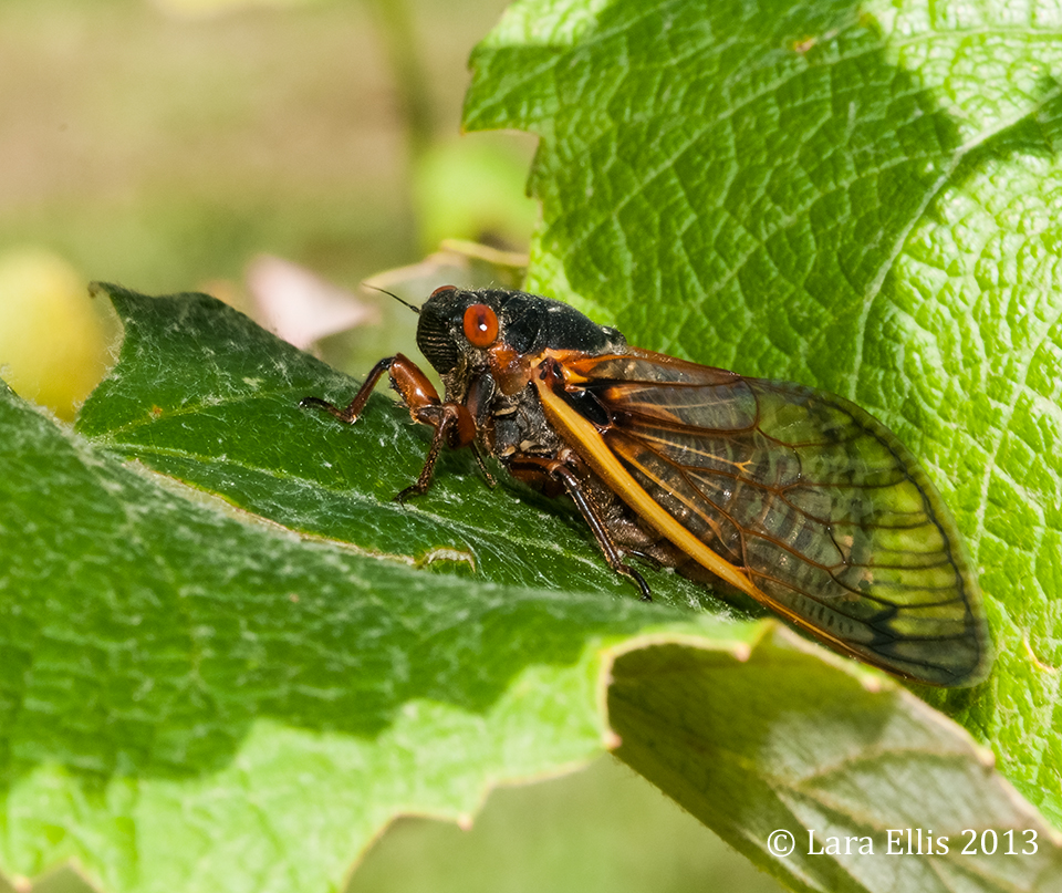 A Nature Photographer's Journey: The Cicadas Are Here!