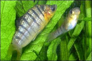 Brackish FAQ: Small and Unusual Brackish Water Fishes