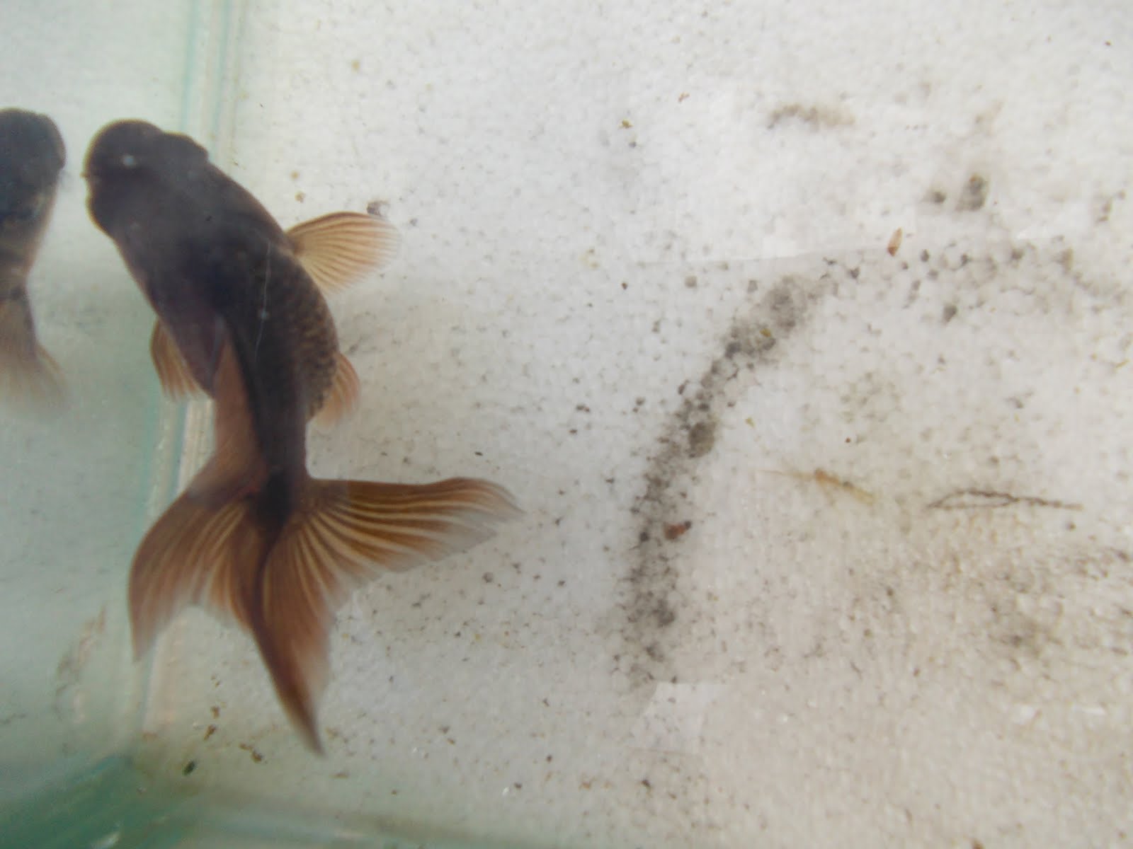 Mirror-scale goldfish: Black/dark tea brown metallic goldfish from ...