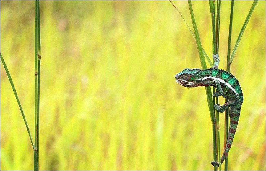 Chameleon captures insect with his long tongue (6 pics) | Amazing Creatures