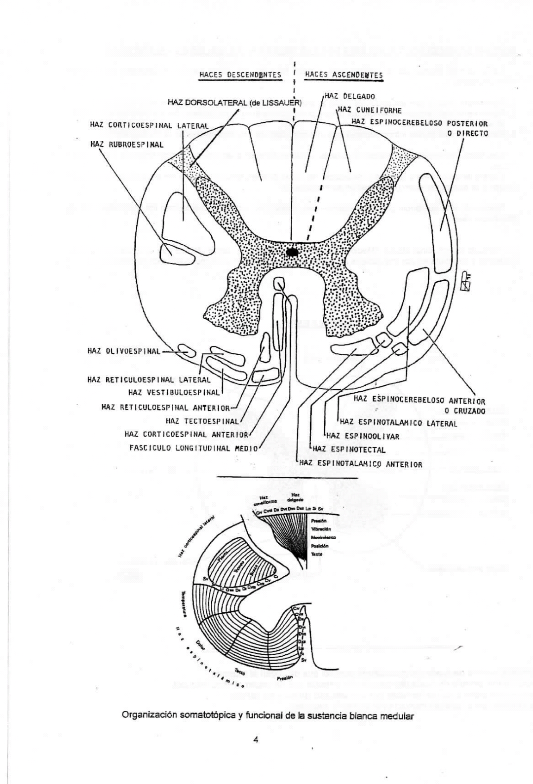 Estudiante de medicina : Apunte de neuroanatomia de Forlizzi Pro