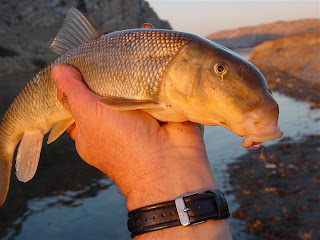 Catching Suckermouth Catfish? : r/Fishing
