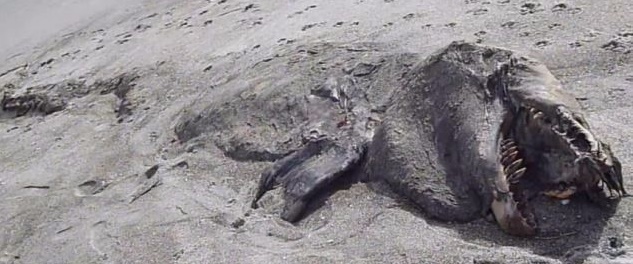 MONSTRO MARINHO DE 9 METROS É ENCONTRADO EM PRAIA DA NOVA ZELÂNDIA ...