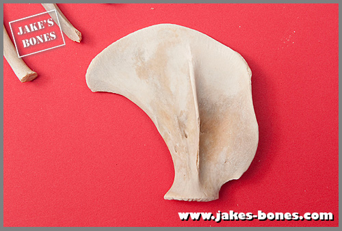A first look at a very unusual skeleton : Jake's Bones