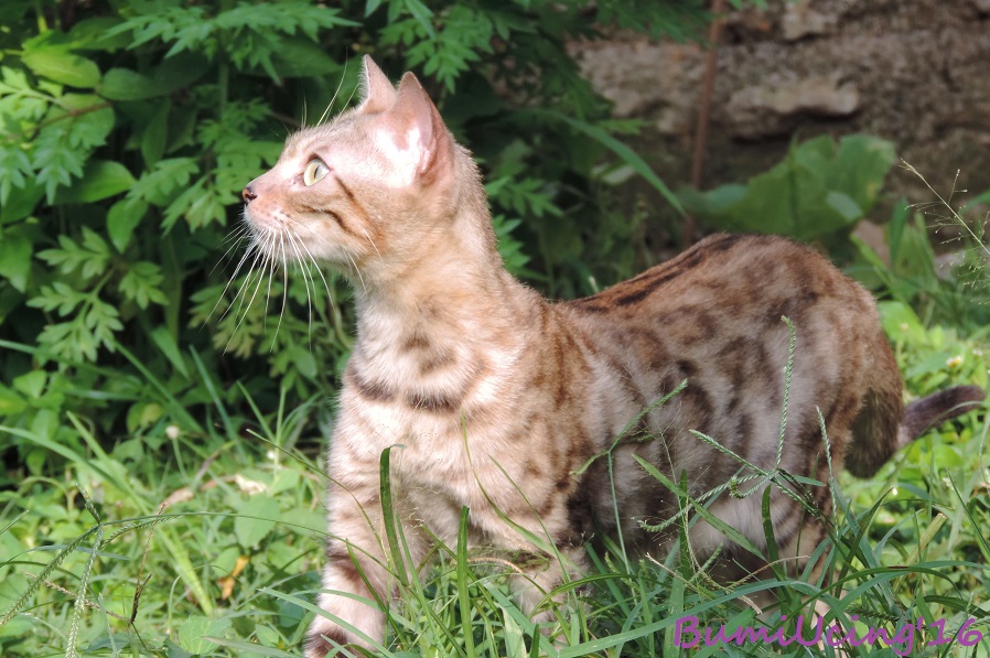KUCING BENGAL INDONESIA: JUAL KUCING BENGAL