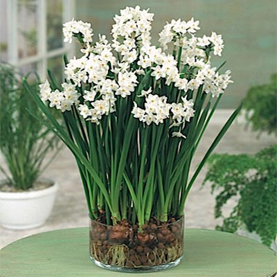 JeffCo Master Gardeners: Forcing Paperwhite Narcissus Bulbs by Carol King