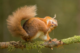 Tupai Merah Sciurus vulgaris - berbagaireviews.com