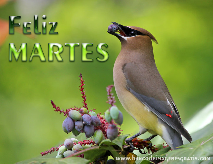 Banco de Imágenes Gratis: Que tengas un martes fantástico (Postales Gratis)