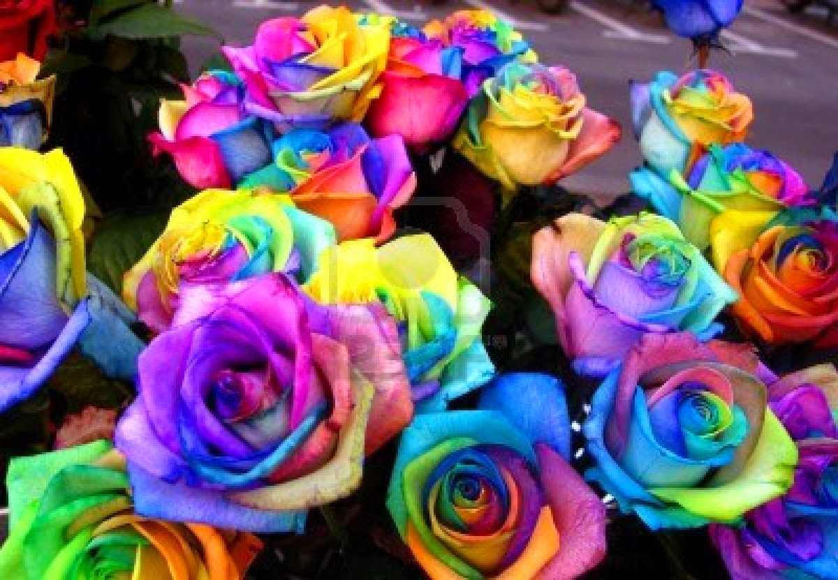 EL Rincón de Yanka: ¿DÓNDE ESTÁN LAS ROSAS? ¿LAS ROSAS DE LA ALEGRÍA DE ...