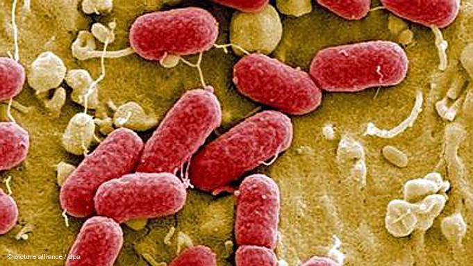 What Is EHEC Bacteria