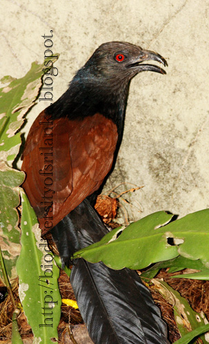 Biodiversity of Sri Lanka: ඇටිකුකුලා[Ati Kukula]/Greater Coucal ...