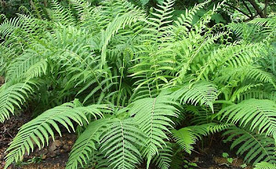 Helecho, el organismo perfecto - Naturaleza, Plantas