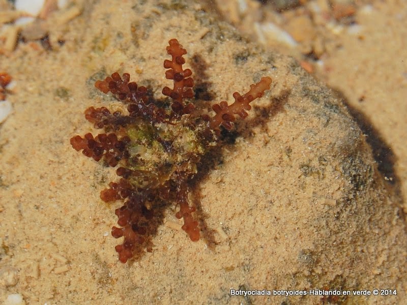 Hablando en verde: Racimo de uva tinta (Botryocladia botryoides)