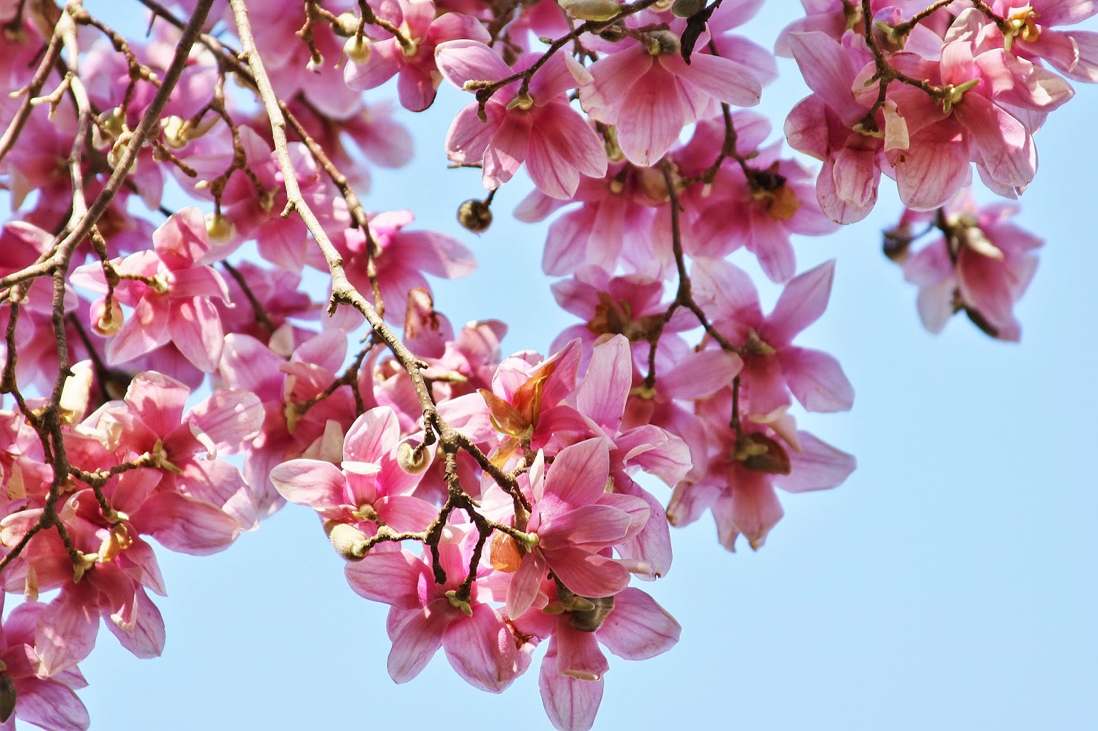 Blue-Eyed Kentucky: Springtime in the Lexington Cemetery