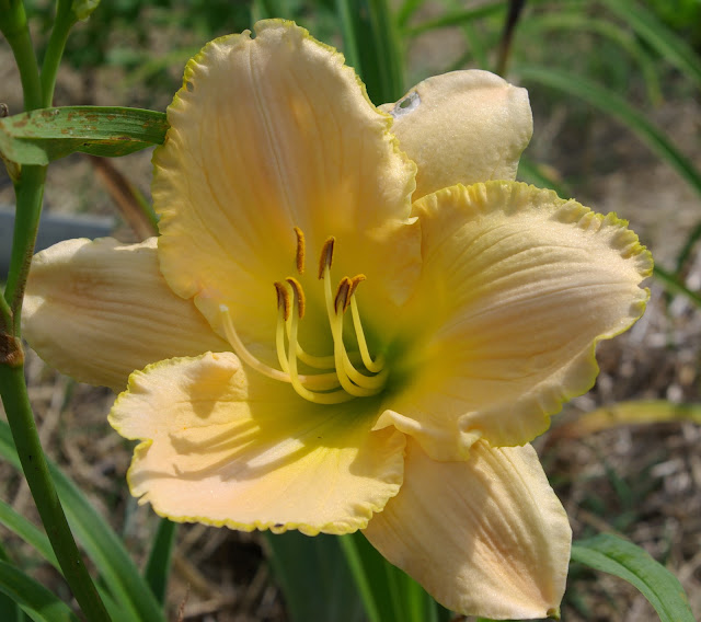 sweetbay: Blooming Friday ~ Patterns