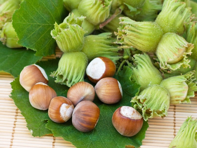 Totul despre nuci și alune