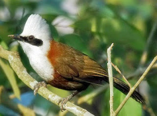 Burung poksay - Ocehan Kenari