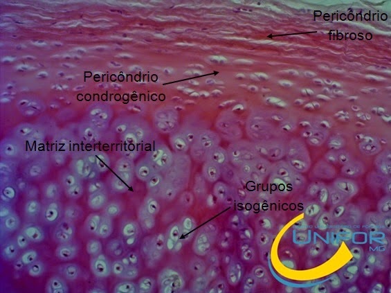 Atlas Histológico UNIFOR-MG: Cartilagem Hialina