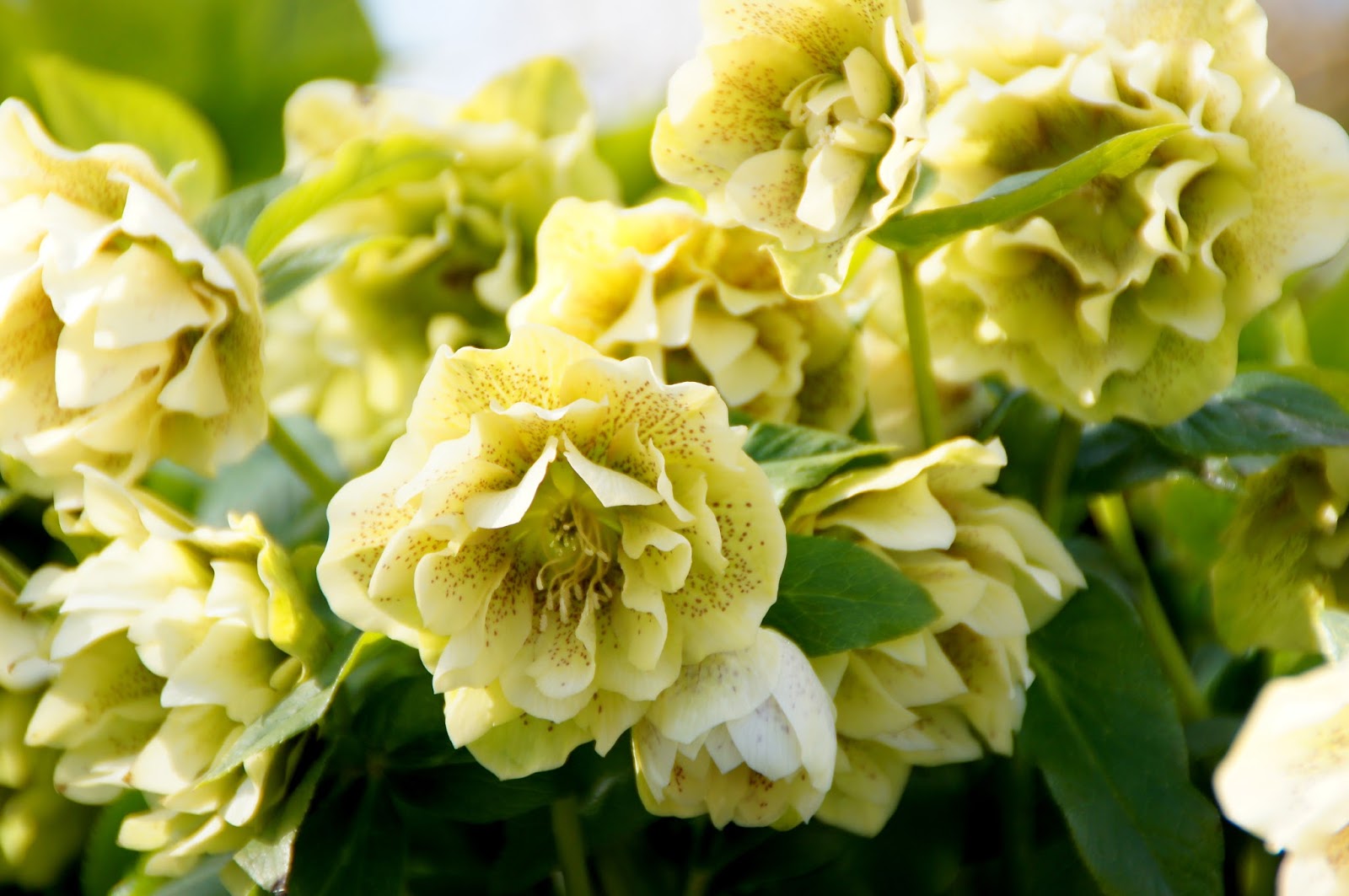 Plant Profile: Hellebores