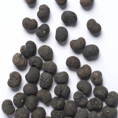 Planting Windmill palm from seeds | Windmill Palm Trees Growing