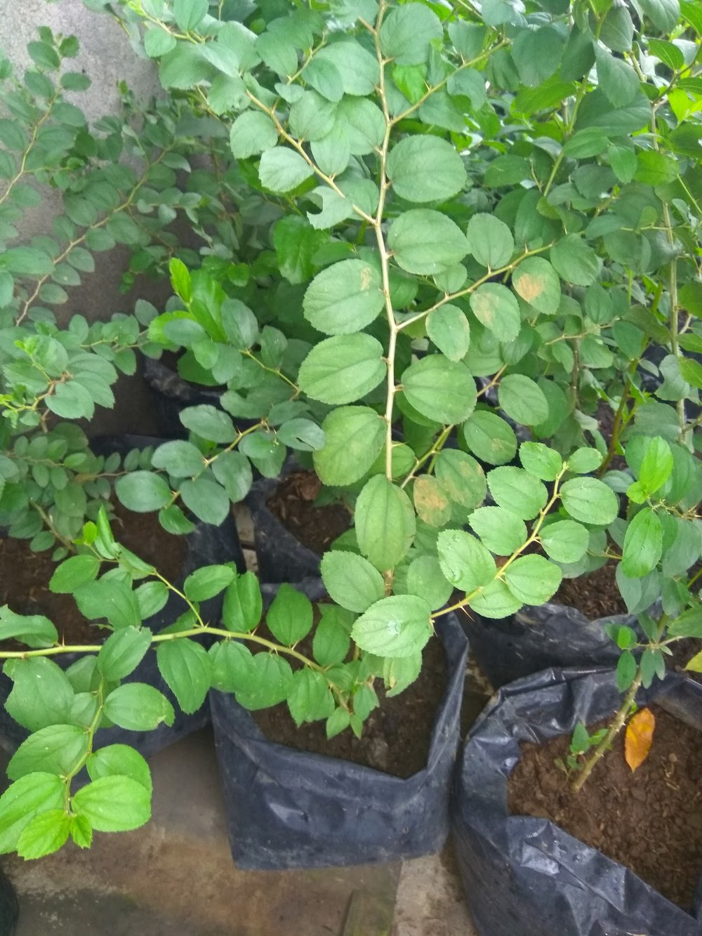 Harga Bibit Bidara Arab Asli Terbaru Tahun 2019 - Bibit Bidara Arab Asli