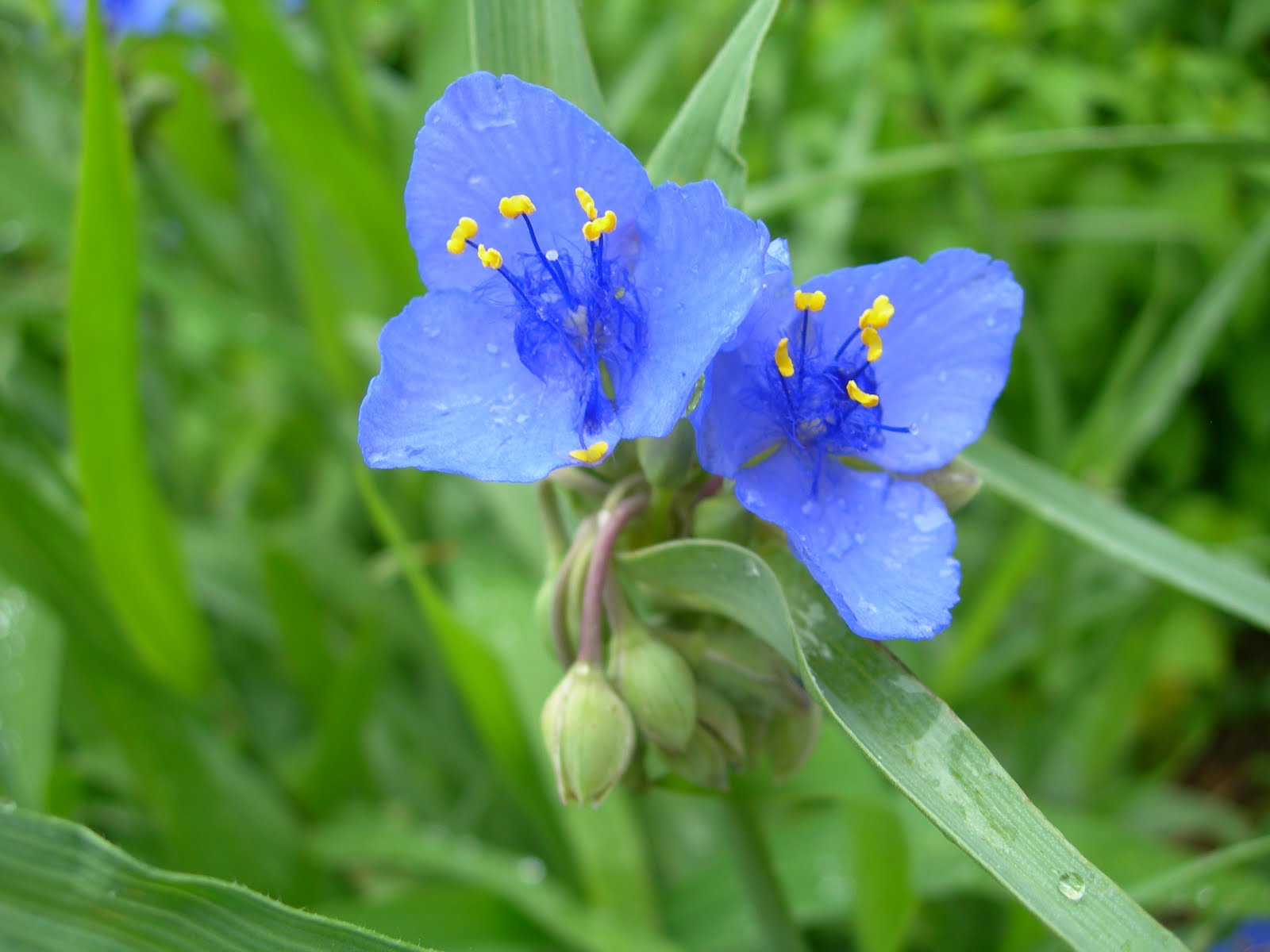 The Phytophactor: Friday Fabulous Flower - Spiderwort