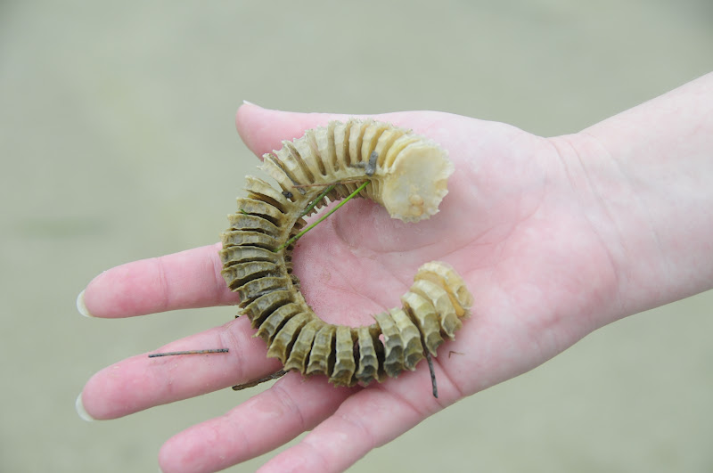 Capt. Brian's Observations On The Water: Seashell Photography and Shelling