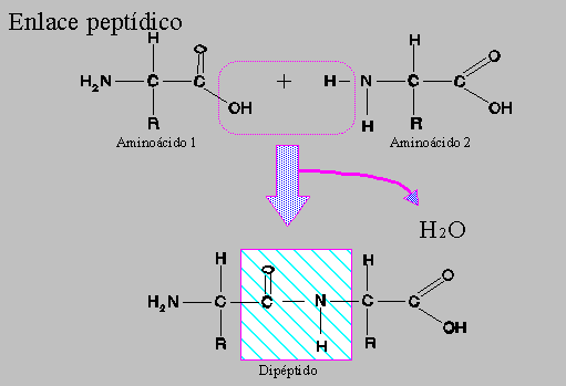 - Cousas de Bioloxía -: Enlace Peptídico