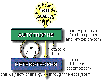 physiological Informations: AUTOTROPHIC NUTRITION