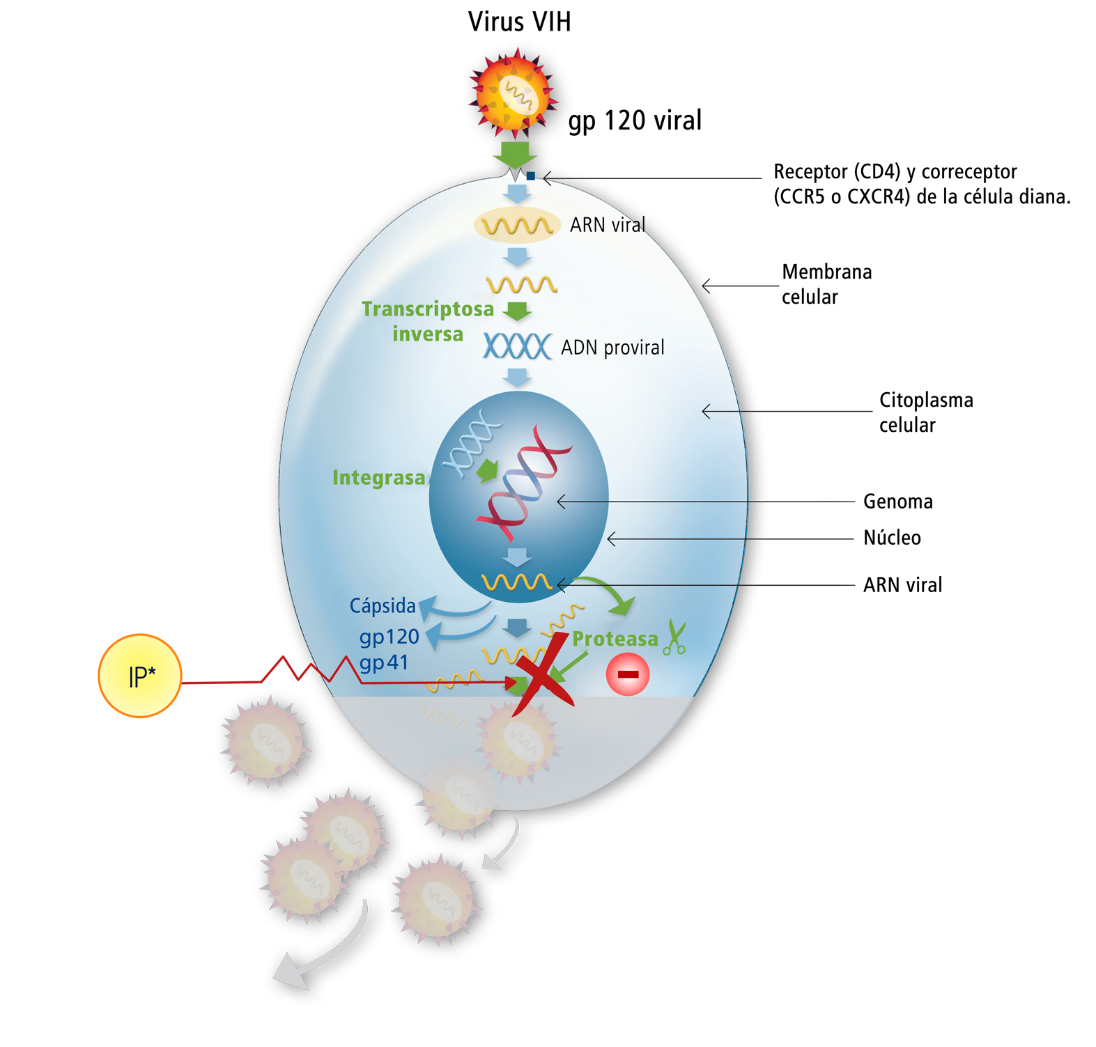 VIH y SIDA: TRATAMIENTOS PARA EL VIH Y SIDA