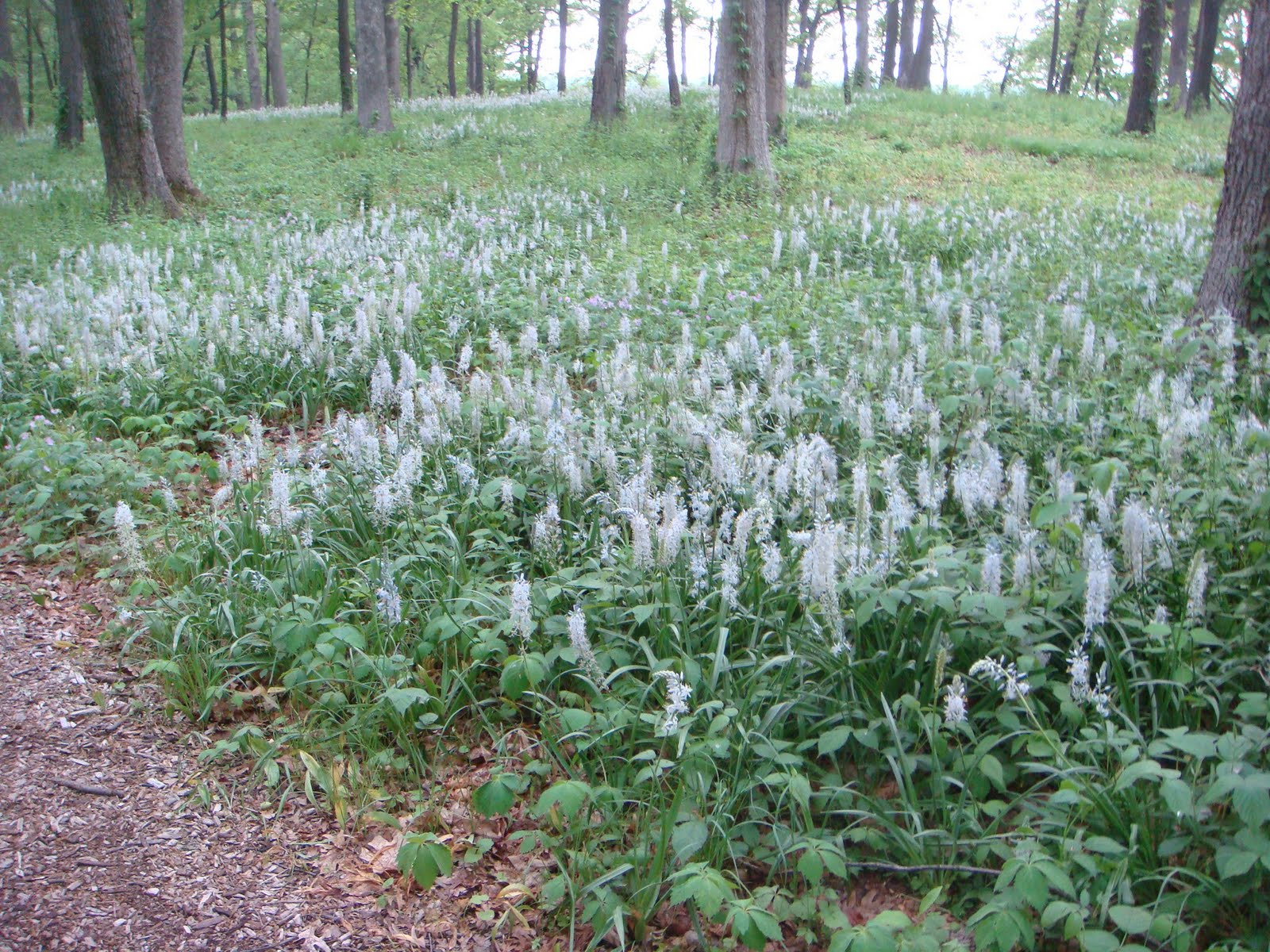 Fearless Gardening: Into the Woods with Wild Hyacinth