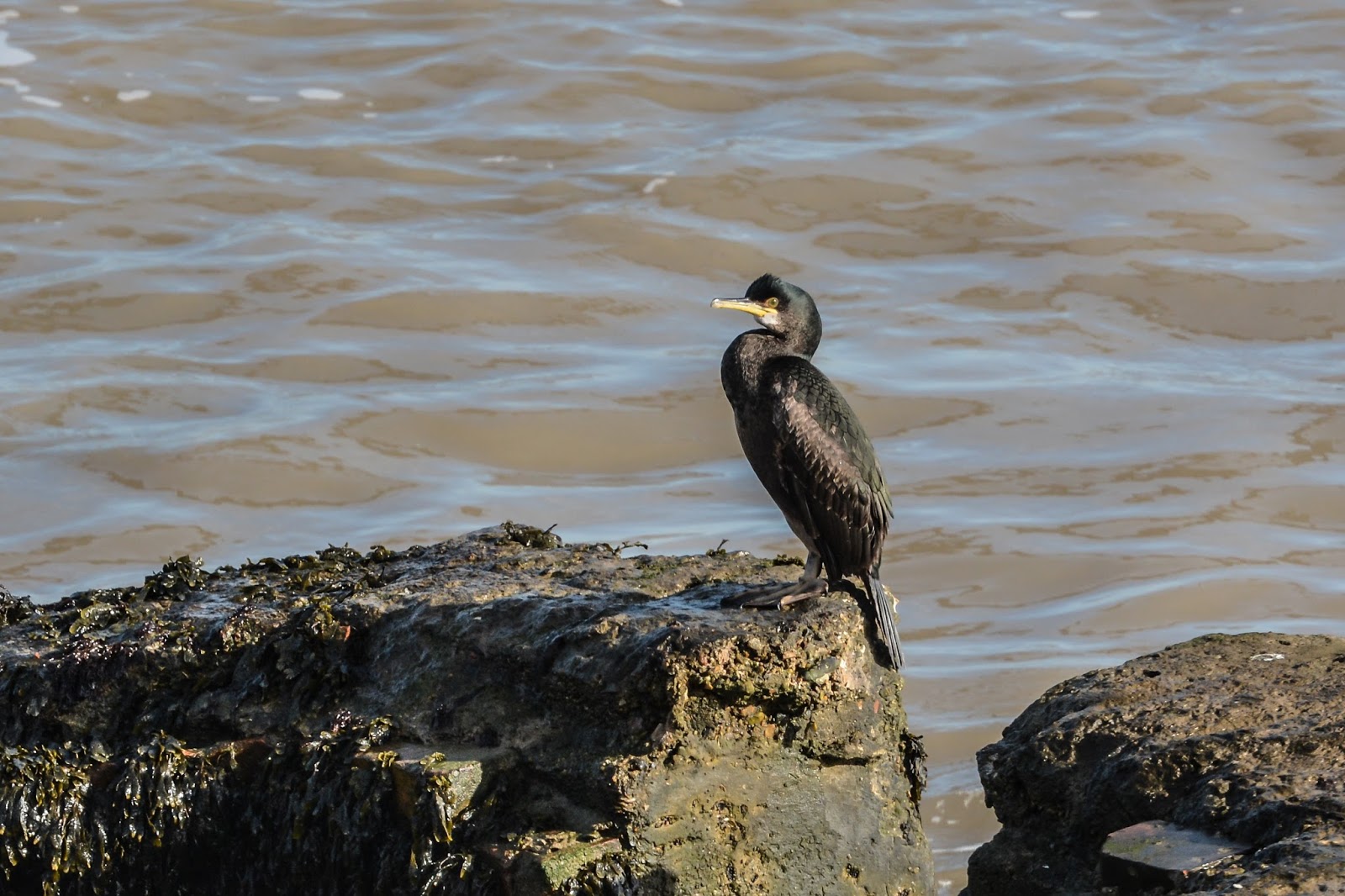 Happisburgh Parish Bird List