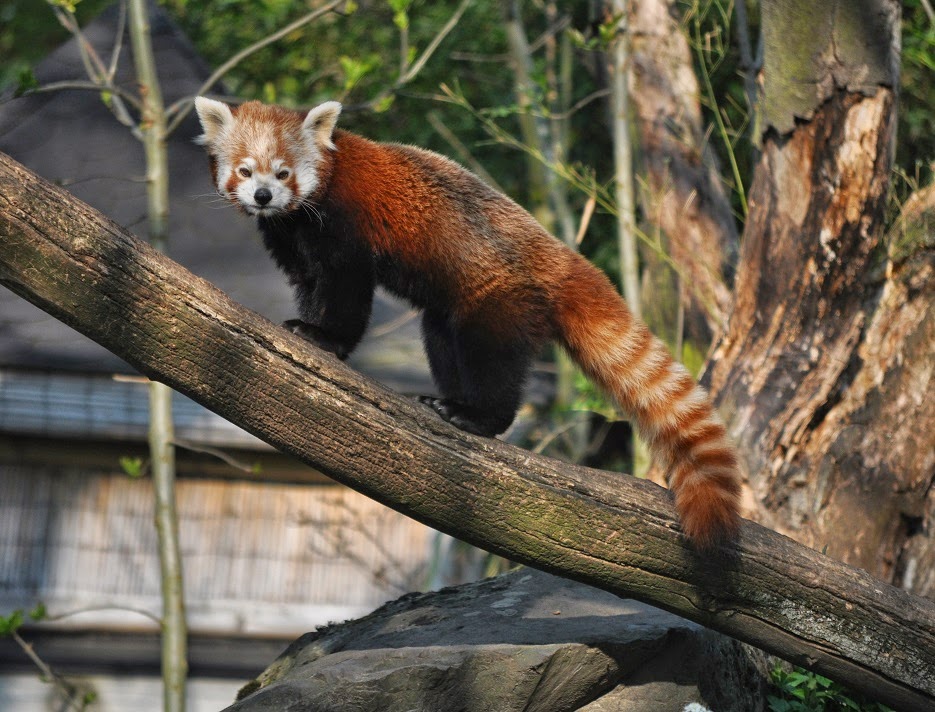 ZOOTOGRAFIANDO (MI COLECCIÓN DE FOTOS DE ANIMALES): PANDA ROJO O PANDA ...
