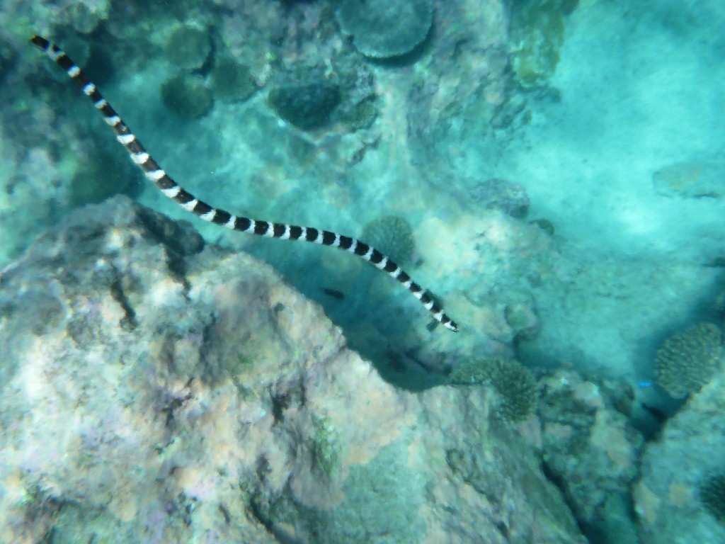 The Next Beginning: Niue Photos