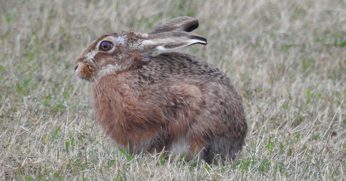 About a Brook: "What's that Skinny Rabbit with Black Ears?"