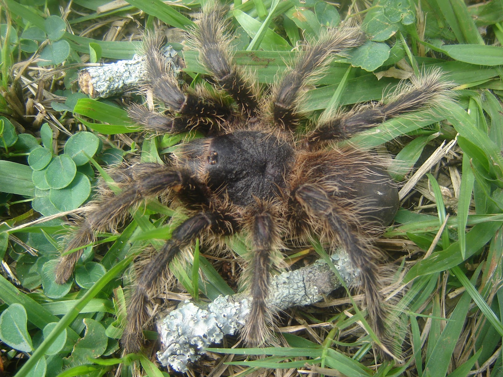 BIOFLAGRANTES*: ARANHA CARANGUEJEIRA