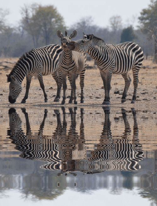 Gif animados andy: Gif animado de cebras