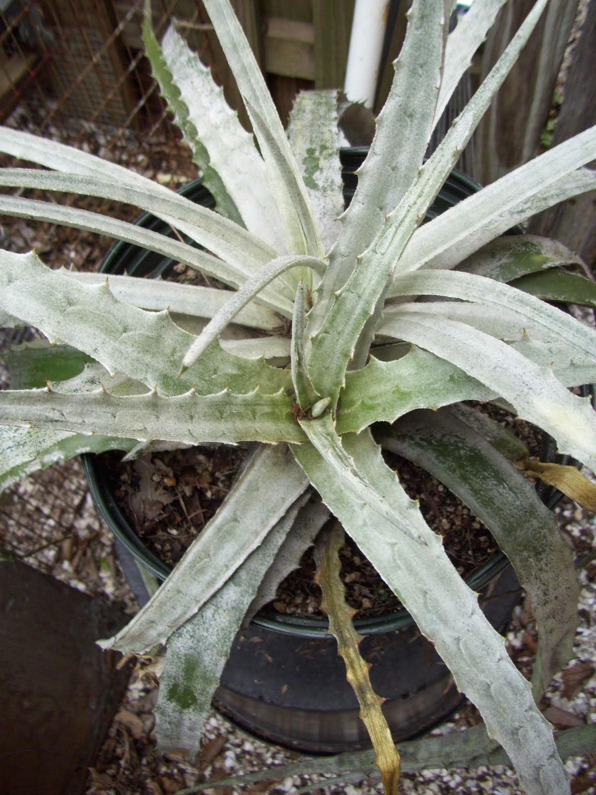 Succulent Bromeliads and others : A word about Hechtia's