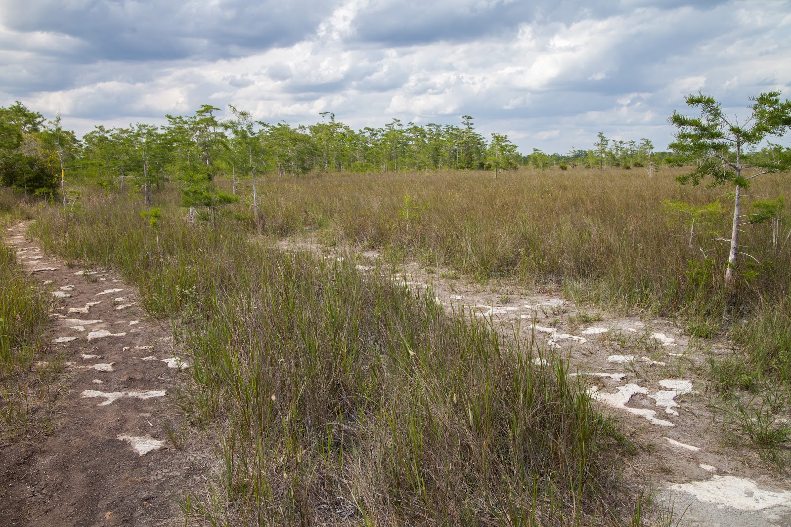 Wet and Wild Swamp Walks in Big Cypress National Preserve - Explore the ...