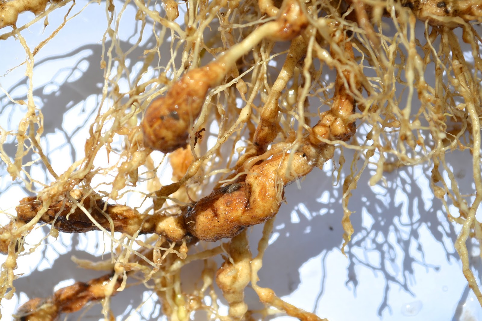 Meloidogyne spp no tomateiro (Meloidogyne spp) - Herbário Virtual de ...