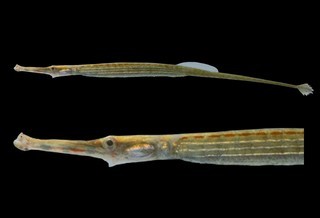 Udendra's Blog: Some special freshwater fishes of Sri Lanka