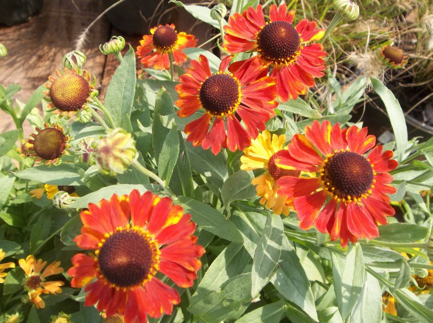 Future Plants by Randy Stewart: Helenium
