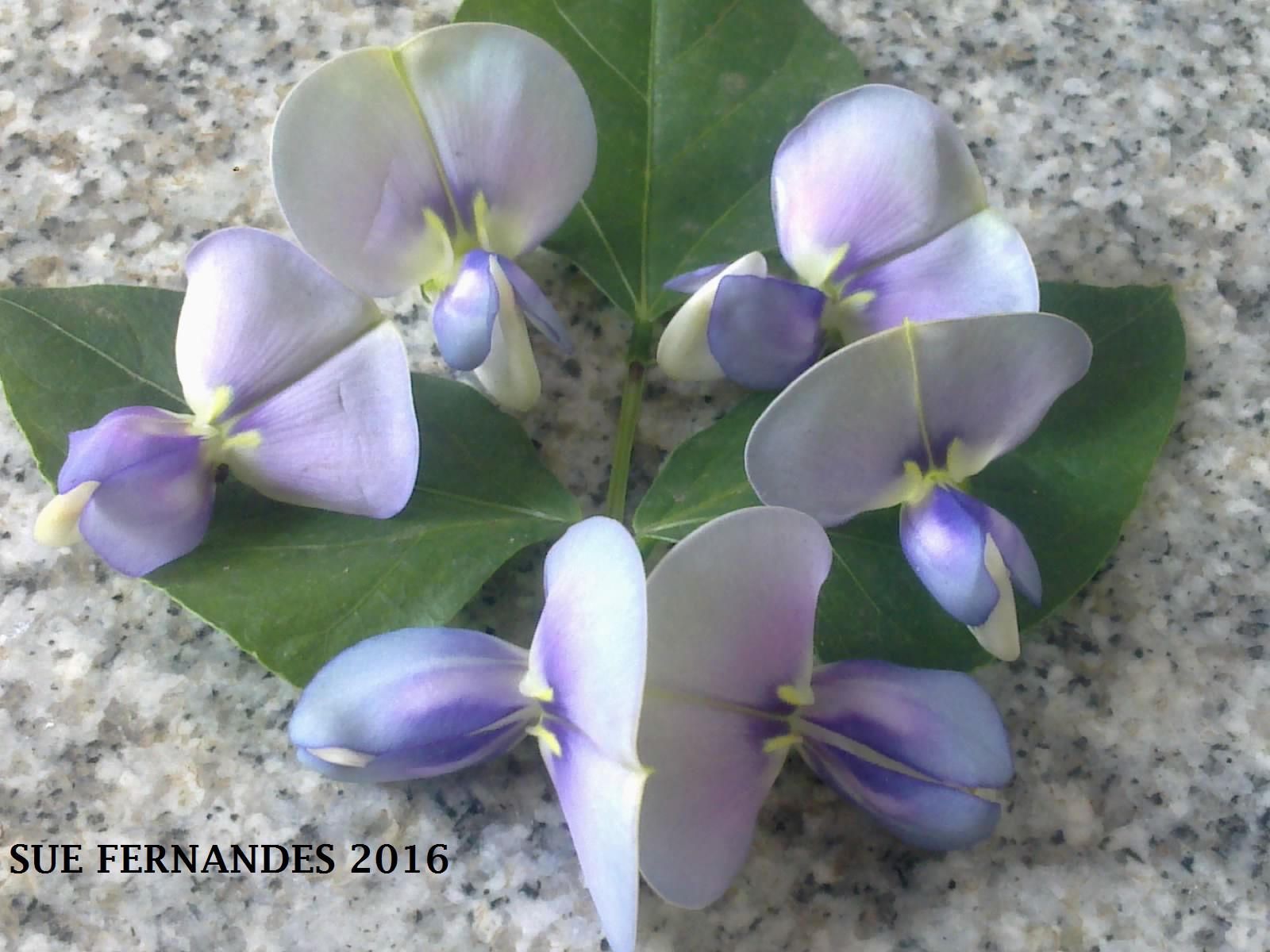 Plants Growing In My Potted Garden.: How To Grow and care for Yardlong ...