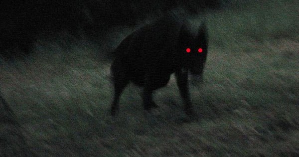 Doctora de Hadas: Report 55: Perros negros demoníacos