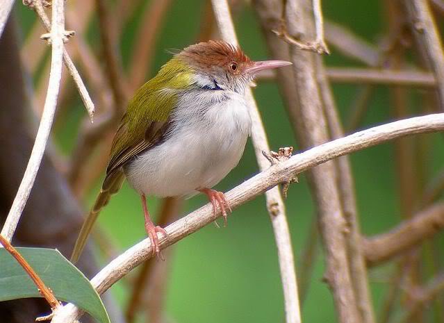 Gambar macam-macam Ciblek | Info Burung Kicauan