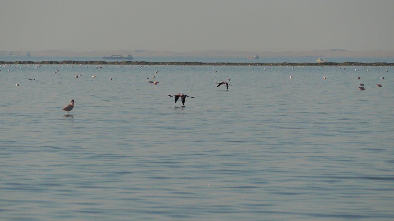 Southern Africa's Ramsar Sites: Walvis Bay (Namibia)